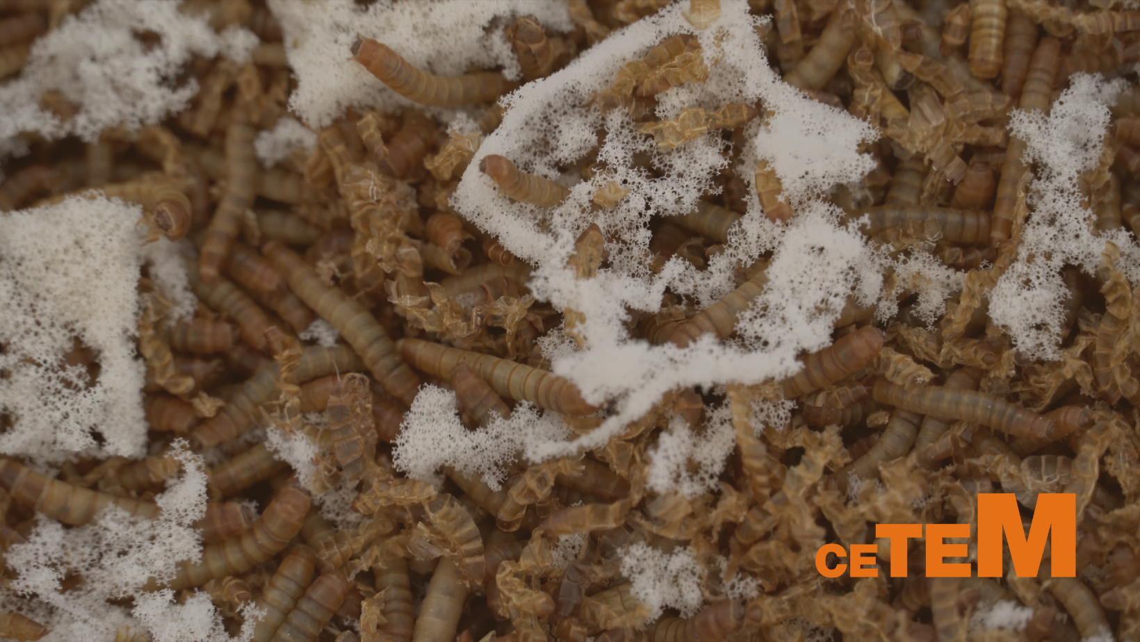 Insectos contra la contaminación: CETEM presenta en la FMY una solución natural para los ...